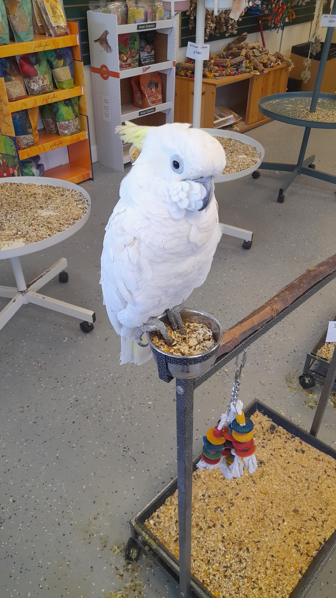 FINEST EXOTIC BIRDS - Sacramento CA - Hours, Directions, Reviews ...