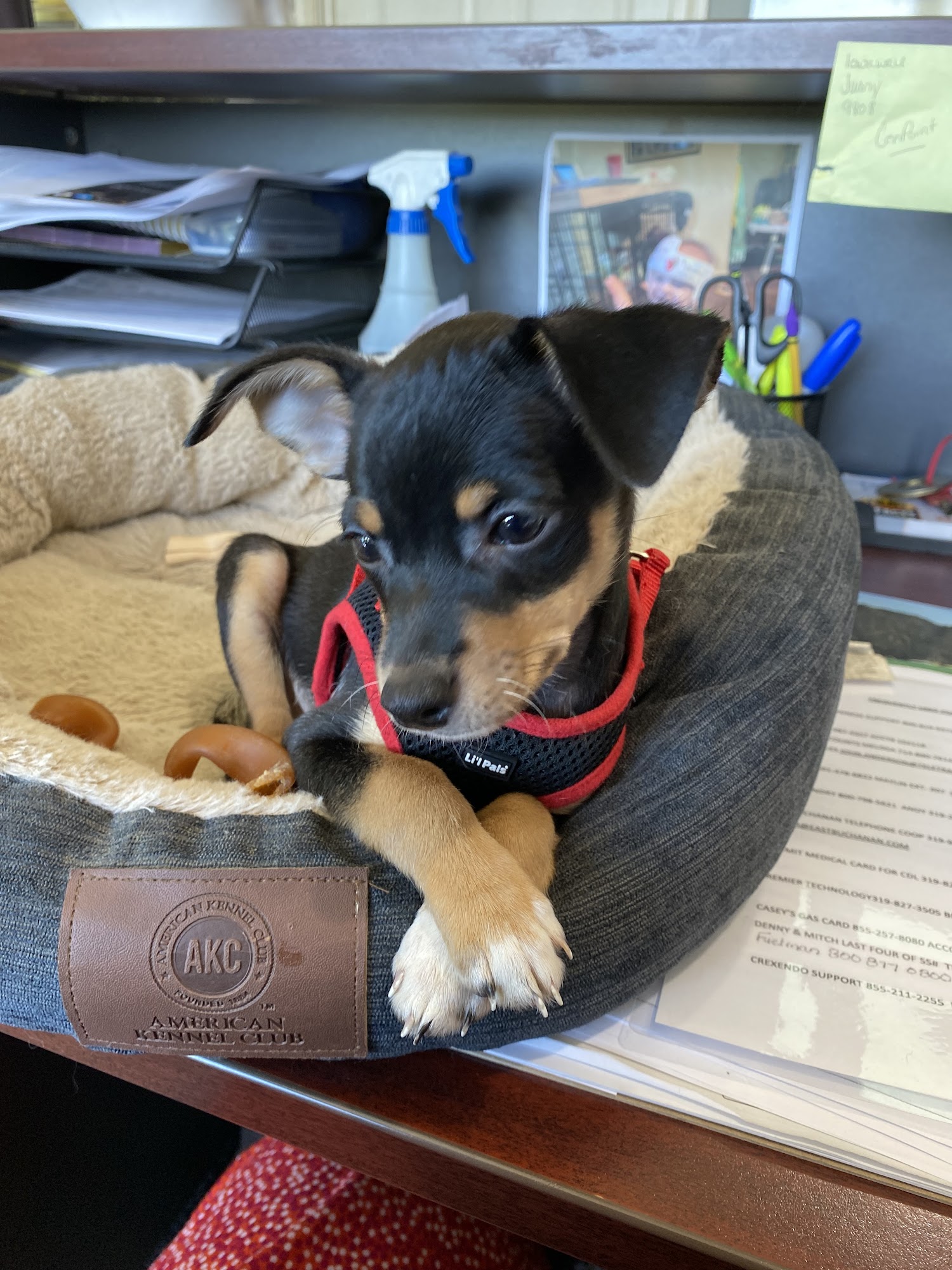 PAW ANIMAL SHELTER - Fort Madison IA - Hours, Directions, Reviews ...