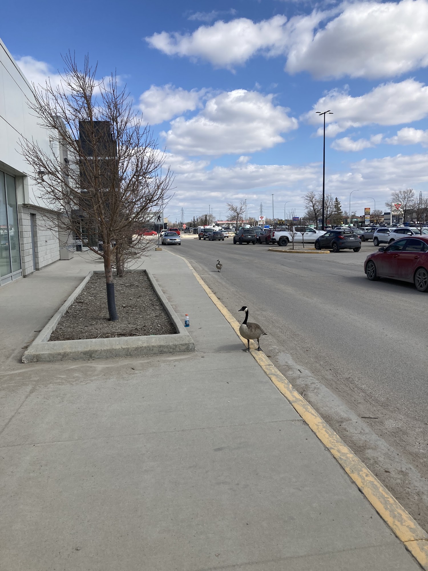 CAA STORE - KILDONAN PLACE - Winnipeg MB - Hours, Directions, Reviews ...