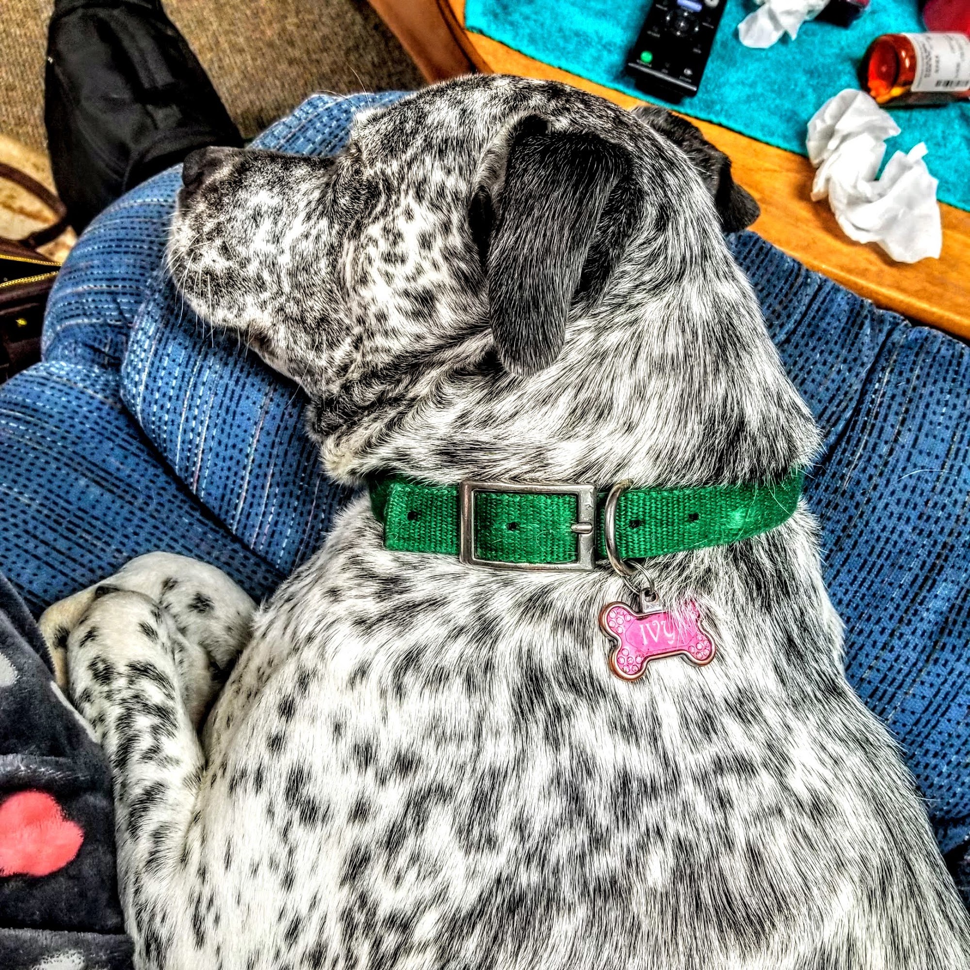 PETS R' INN - Grand Forks ND - Hours, Directions, Reviews - Loc8NearMe