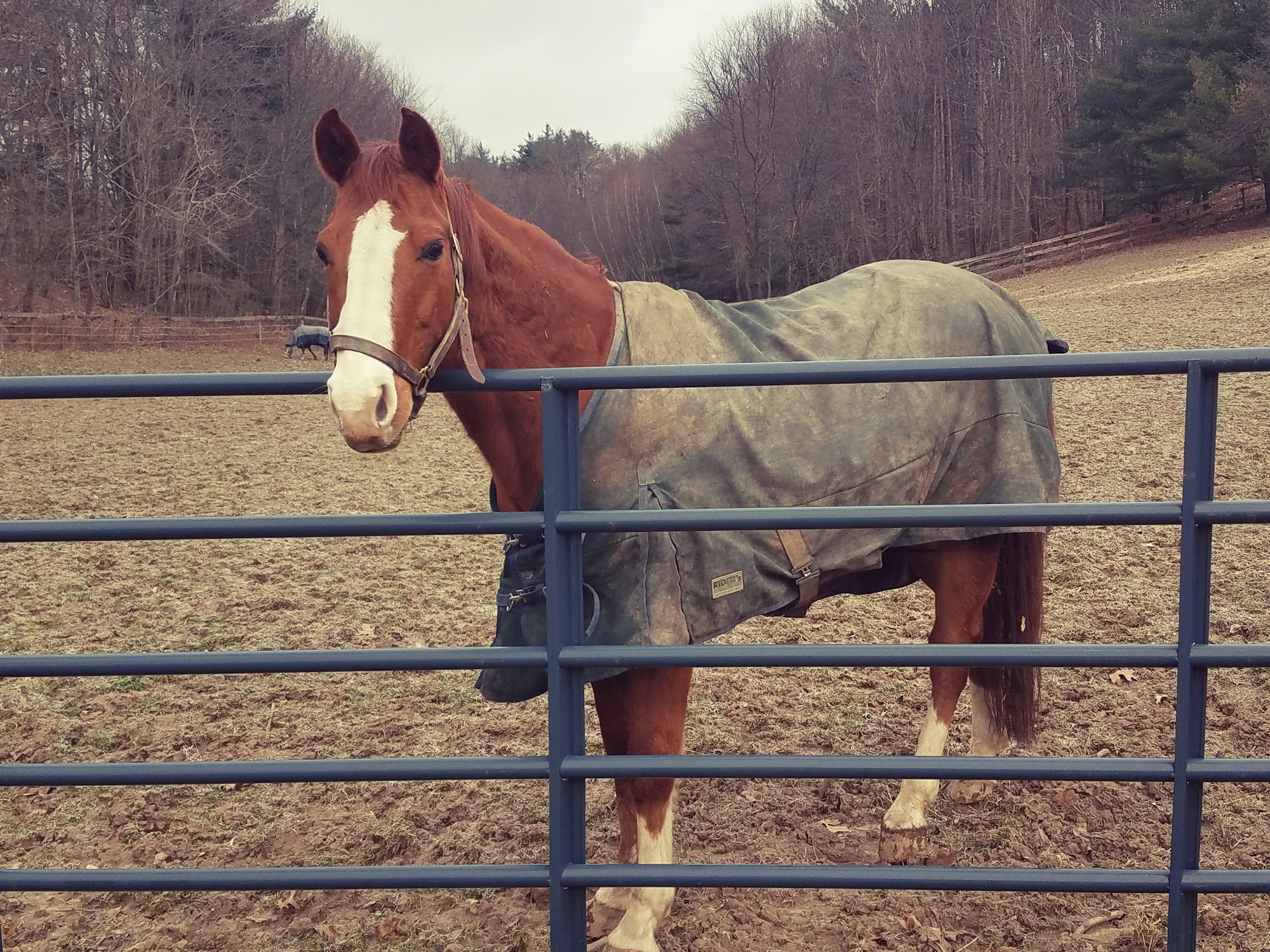 BLUE CHIP FARM ANIMAL REFUGE - Dallas PA - Hours, Directions, Reviews ...